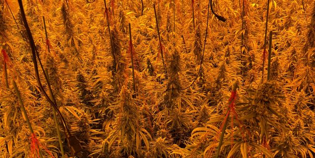Desmantelan invernaderos con casi 3.000 plantas de marihuana en Mataró