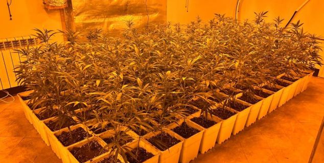 Desmantelan una plantación de 1.182 plantas de marihuana