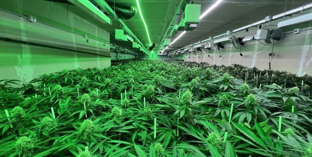 Una de las plantaciones de marihuana más grandes desmanteladas en el Maresme